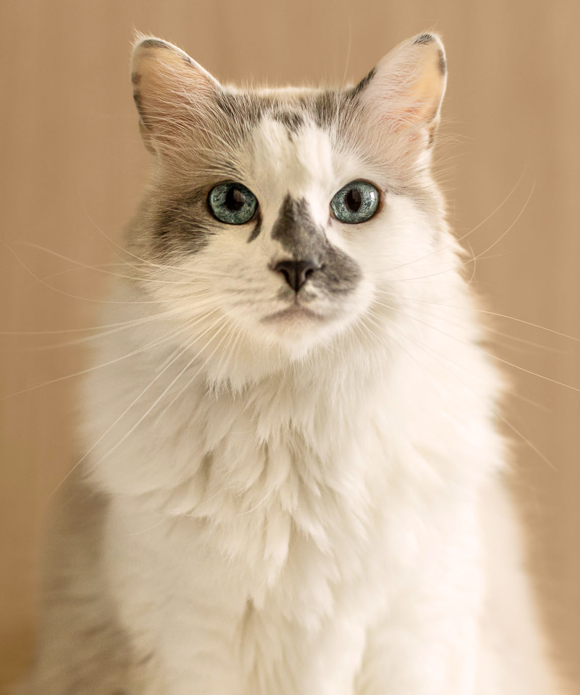 Adopter Un Chat A Lyon