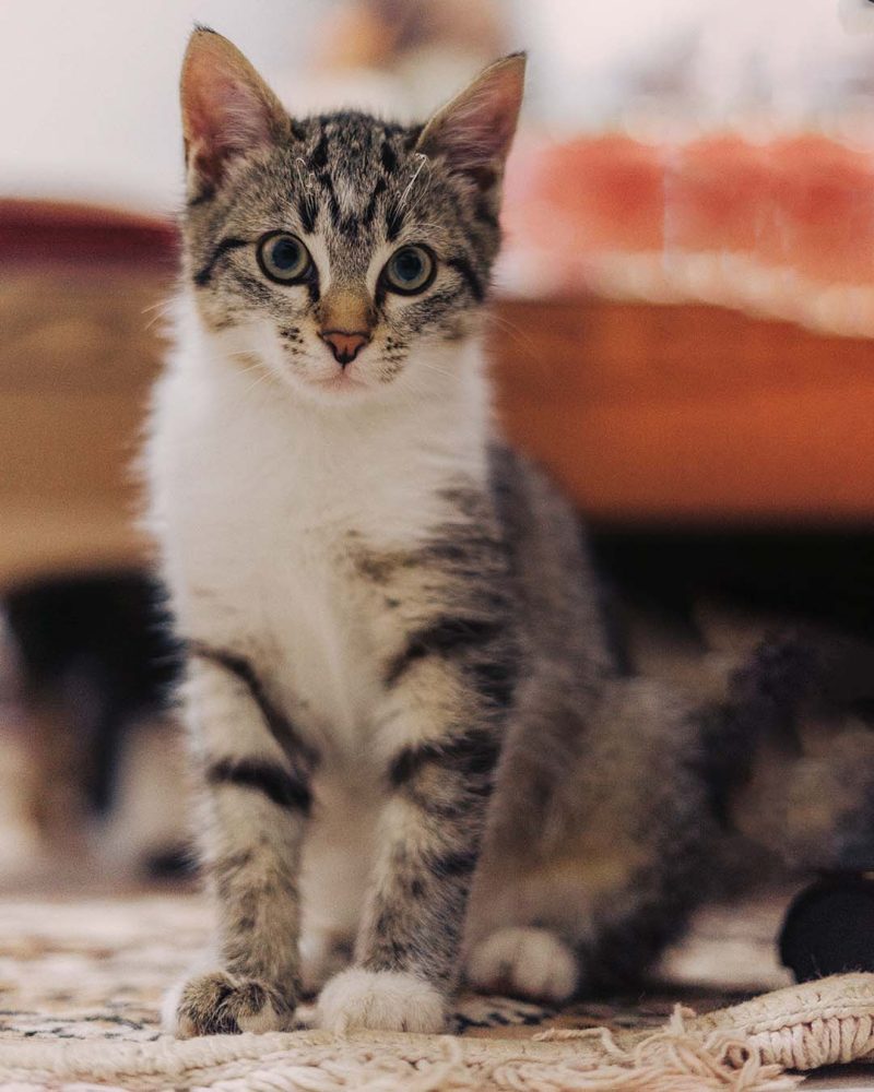 Adopter Un Chat A Lyon